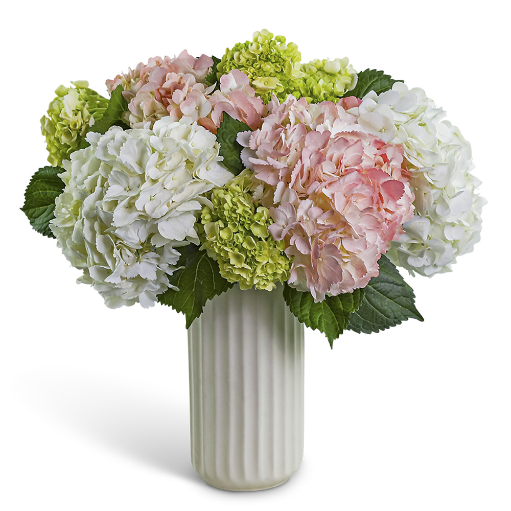 Hydrangea Aura :: Keller & Stein