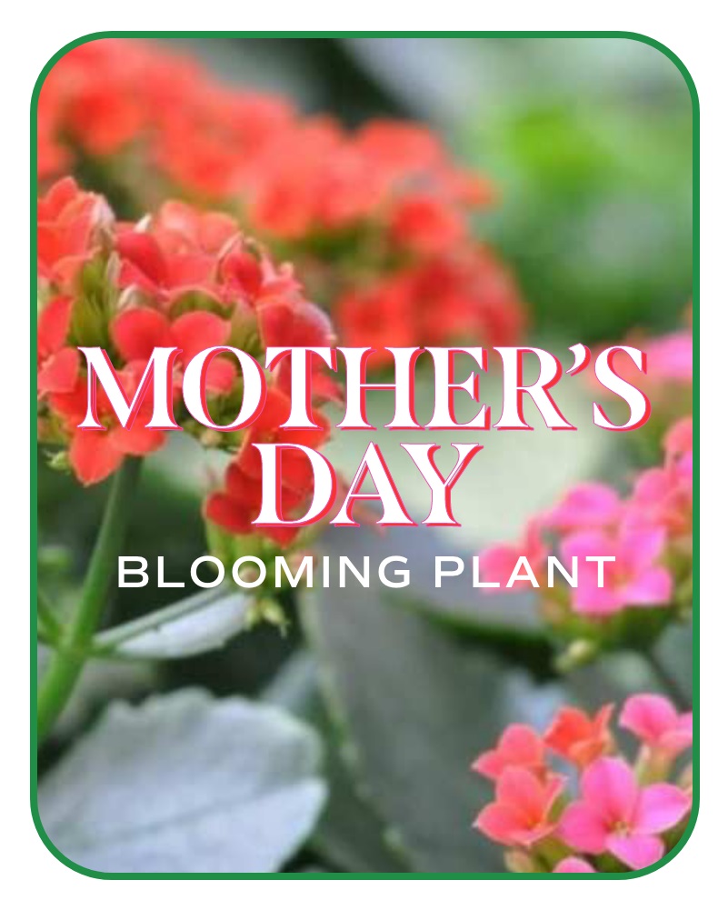 Mother's Day Blooming Plant :: Keller & Stein
