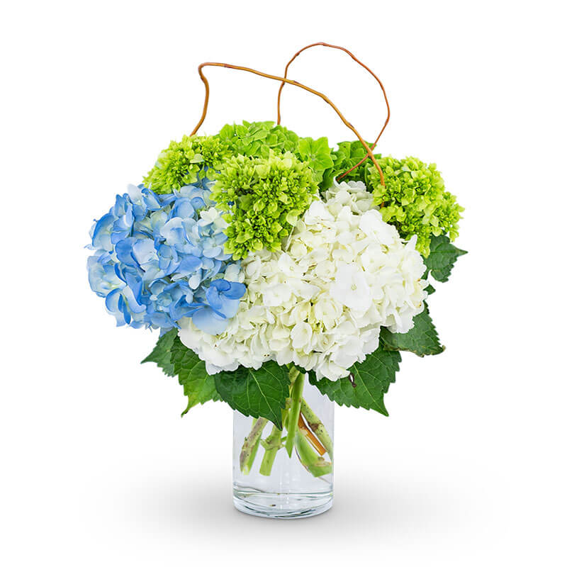 Hydrangea Perfection :: Keller & Stein