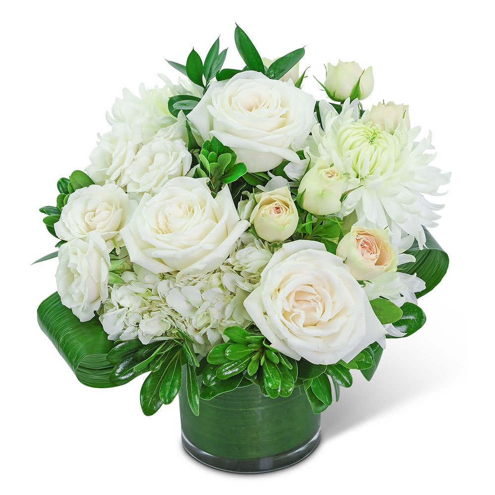 Aurora Angel :: Keller & Stein