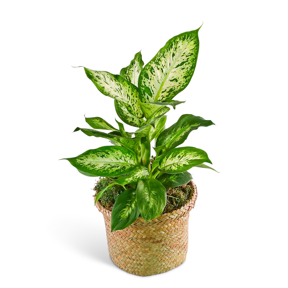 Dieffenbachia Plant :: Keller & Stein