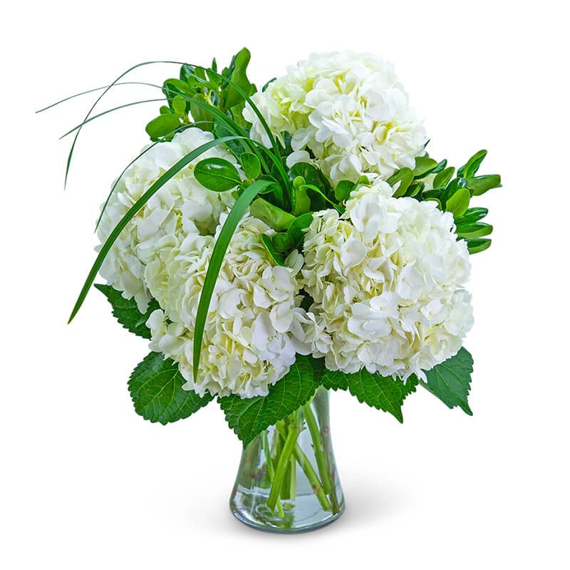 Hydrangea Halo :: Keller & Stein