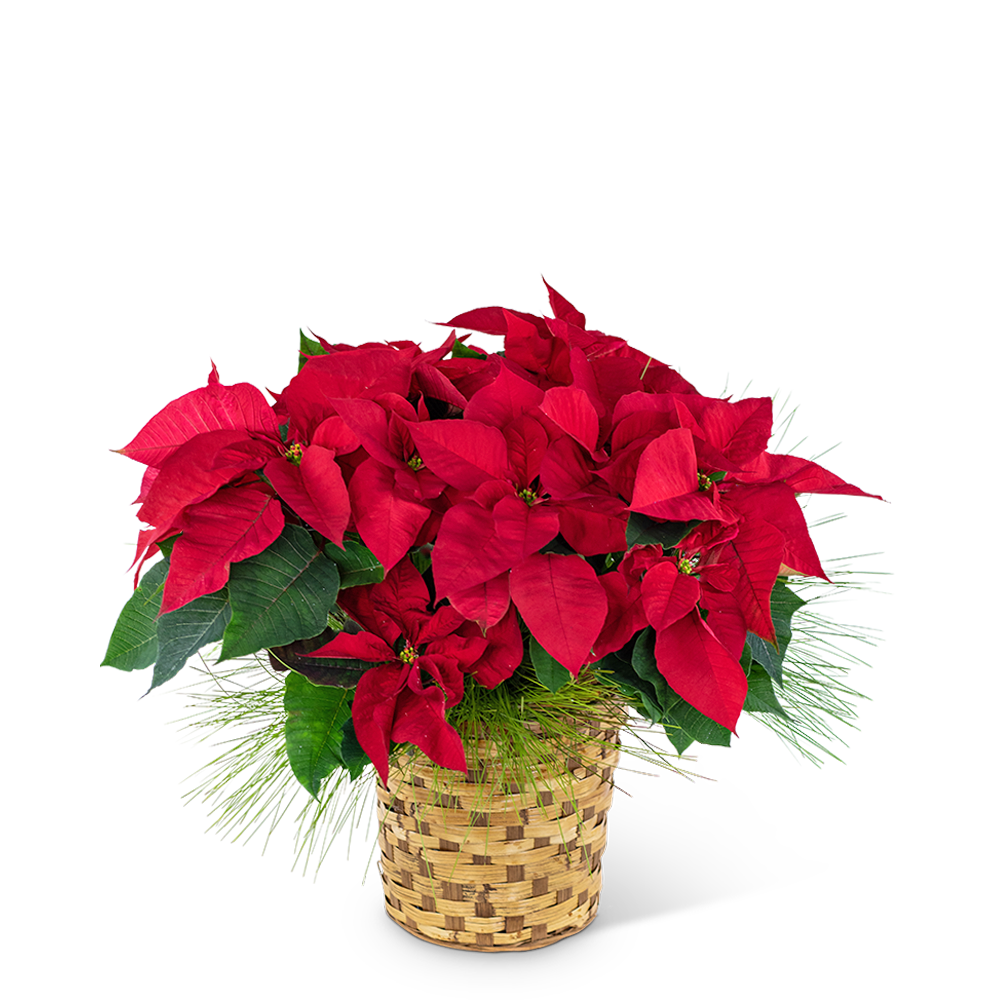 Red Poinsettia Basket :: Keller & Stein