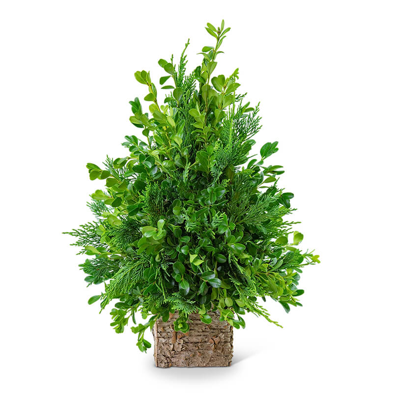 Boxwood Simplicity Tree :: Keller & Stein