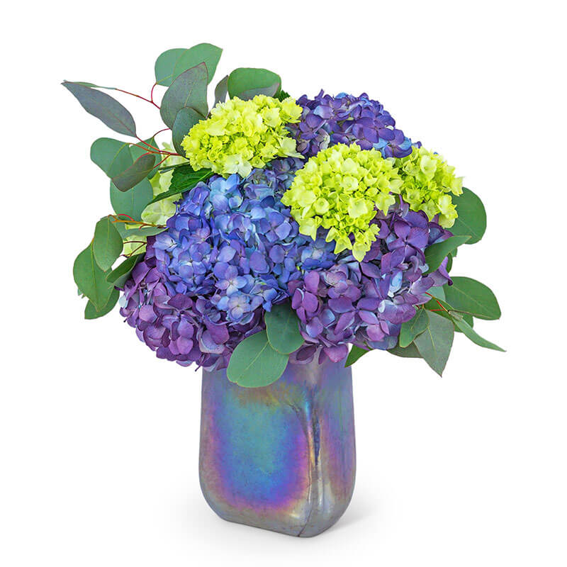 Hydrangea Harmony :: Keller & Stein