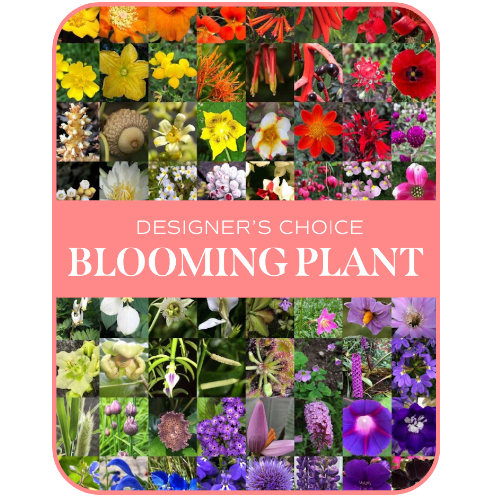 In-Season Blooming Plant :: Keller & Stein