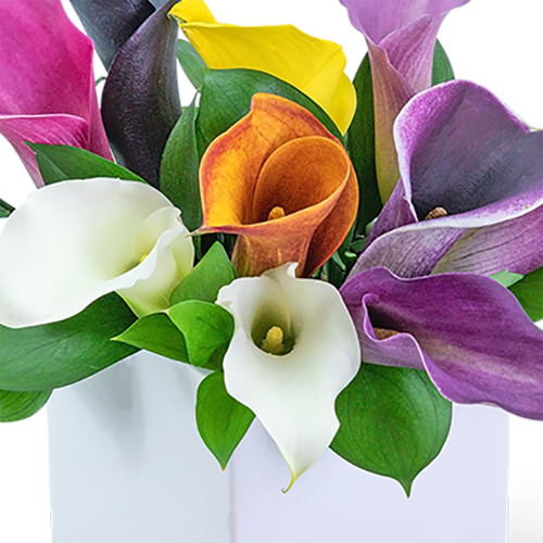 Captivating Mini Callas :: Keller & Stein
