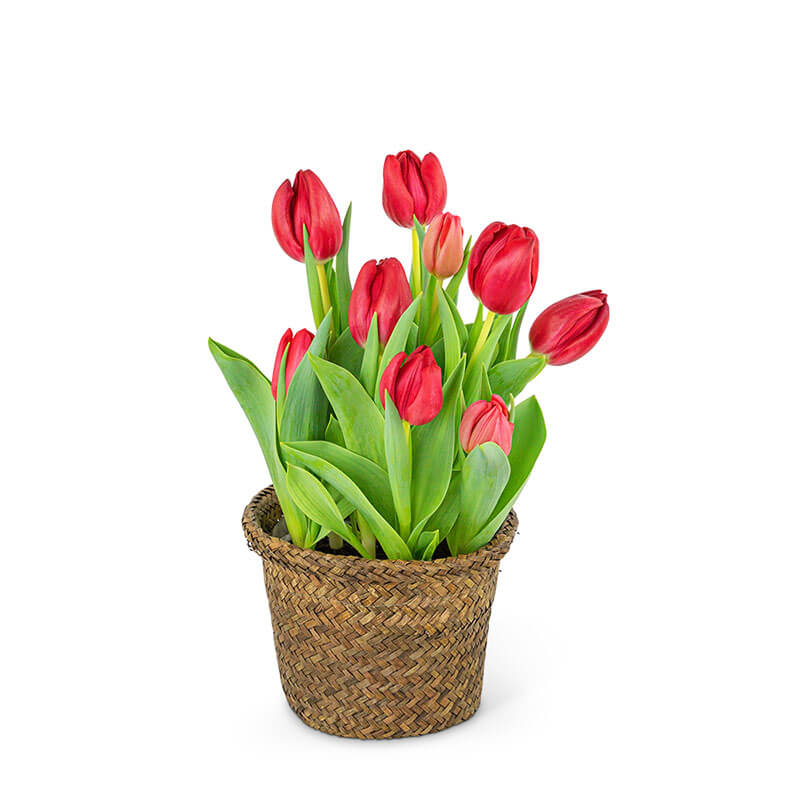 Potted Tulip Plant :: Keller & Stein