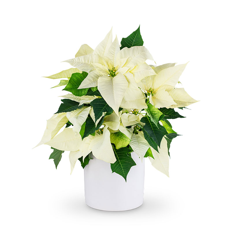 White Poinsettia Plant :: Keller & Stein