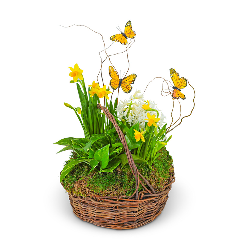 Spring Plants with Butterflies :: Keller & Stein